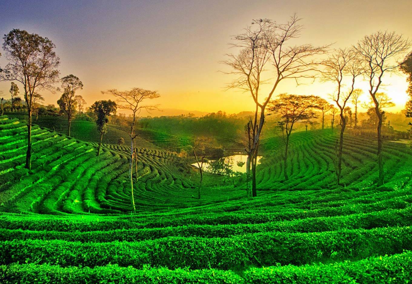 Best Time to Visit Assam – Season & Month Guide - Tusk Travel Blog