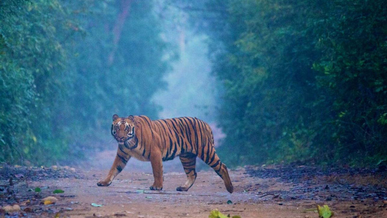 Planning Corbett Tour? Here's How To Do It Right
