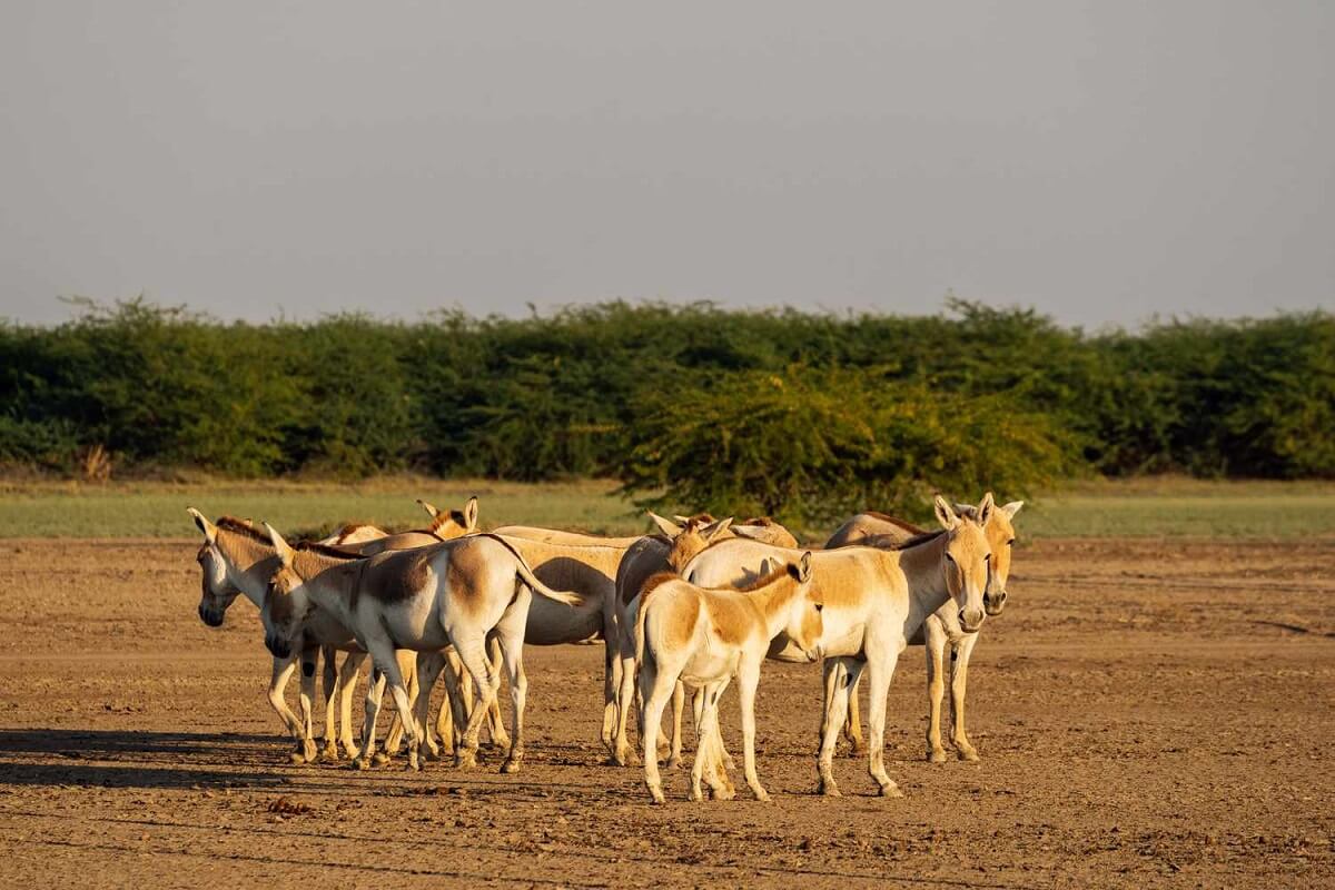 A guide to the Best Places to Visit in Rann of Kutch
