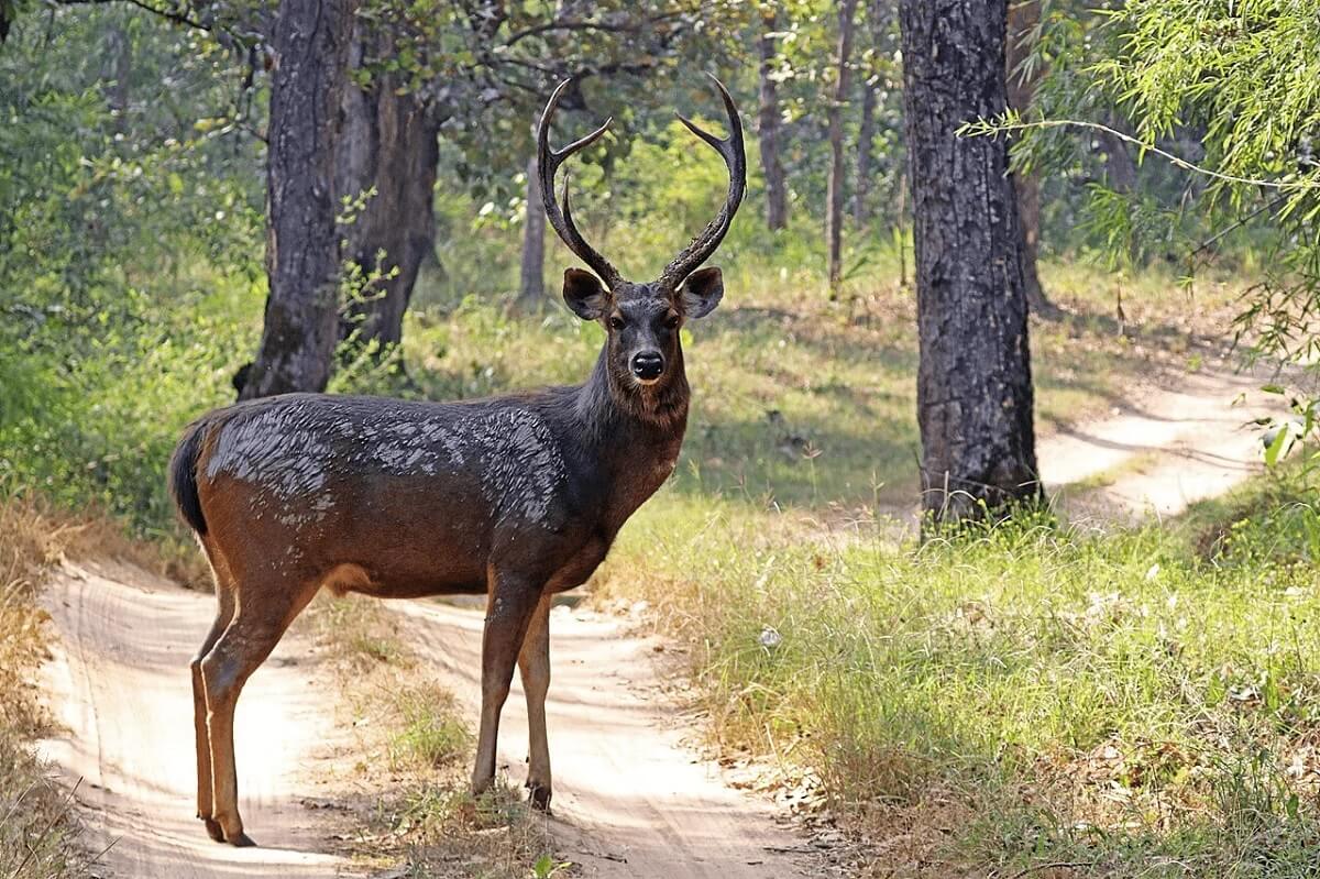 11 Best Places for Wildlife in Bihar